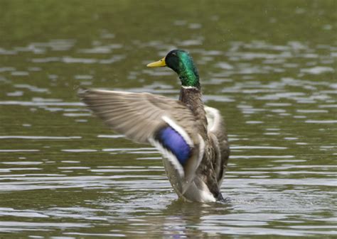 Ornithology Bird Id Quiz 1 Flashcards Quizlet