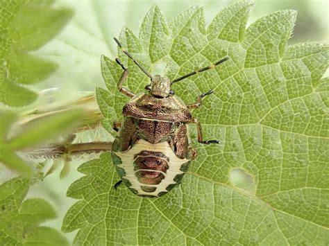 2019 Summer Of The Shieldbug Swseic