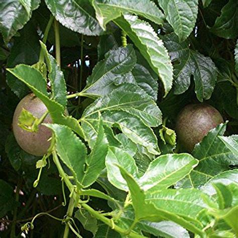 Frederick Passion Fruit Seeds Passiflora Edulis Packet