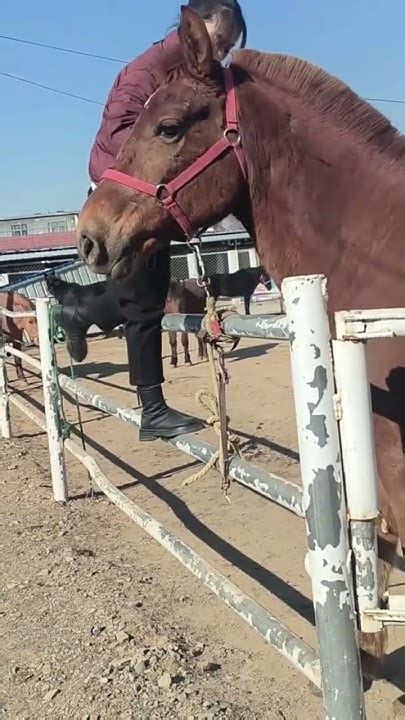 幸福乡村丰收季 正宗纯驴肉 活驴现宰 Funny Youtube