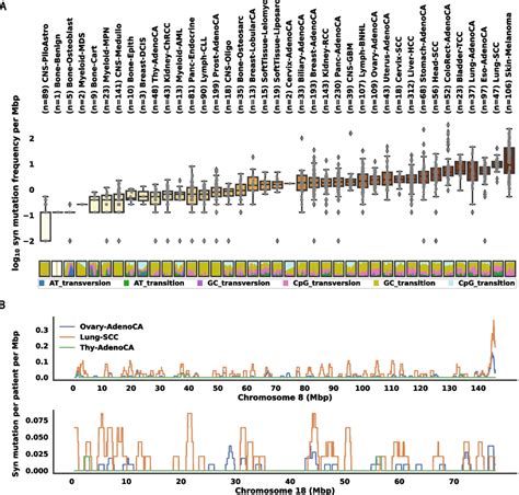 The Synonymous Mutation Rate In Cancer Varies Across Patients