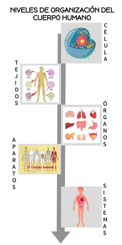 Niveles De Organización En El Cuerpo Humano Niveles De Organización
