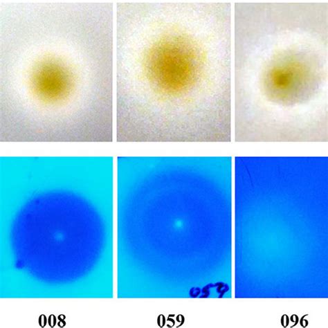 Colonies And Fluorogenic Assays For Enzyme Activity A Photographs Of Download Scientific