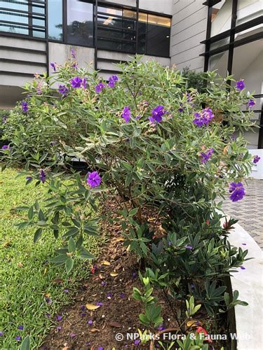 Nparks Tibouchina Urvilleana