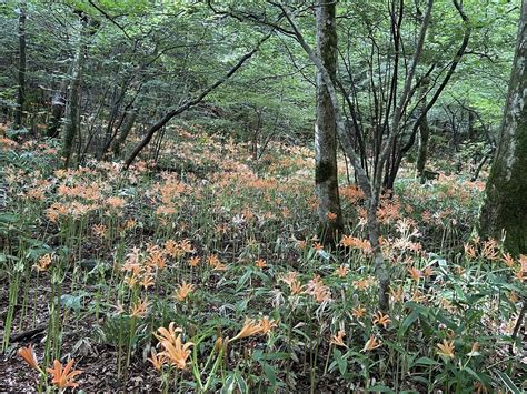 オオキツネノカミソリ群生の井原山 H I Ro爺さんの雷山・井原山の活動データ Yamap ヤマップ