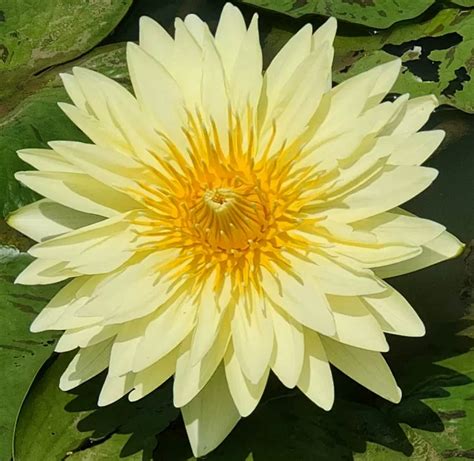 海南九品香水莲花茶叶台湾种观音莲叶花茶整朵16大朵新品花茶佛茶 天猫 花瓣网