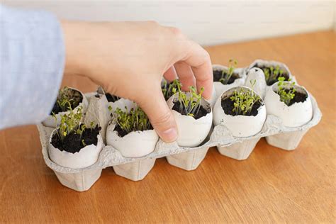 Fresh Sprouts In Egg Shells In Carton Box On Wooden Background Arugula