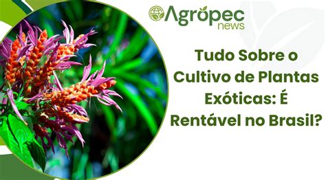 Tudo Sobre O Cultivo De Plantas Exóticas É Rentável No Brasil