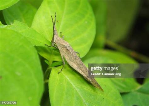 Grasshopper Reproduction Photos And Premium High Res Pictures Getty