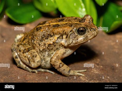 A Beautiful Guttural Toad Sclerophrys Gutturalis Also Known As A African Common Toad In The