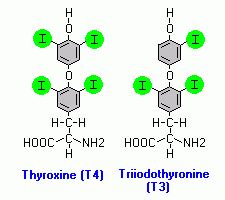 Jeffrey Dach MD Paradigm Shift from Levothyroxine to Combination T3 T4 ...