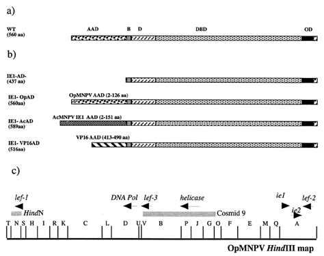 Schematic Of The Replication Genes Of Op M Npv Ie1 And The Chimeric