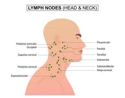 12 Lymphatic System Facts Vital Functions Of This Crucial Body System