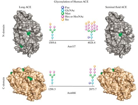 Differences In Glycosylation Of Ace From Different Organs Differences Download Scientific