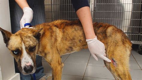 Protecting Animal Victims And Defending Oregons Bond Or Forfeit Law