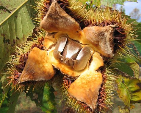 American Chestnut Fruit