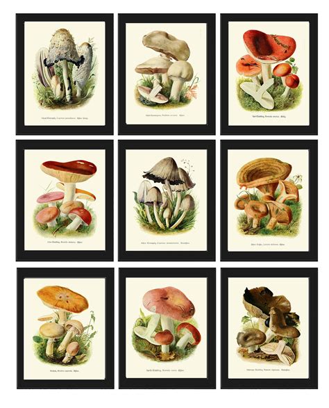 Mushrooms Print Set Of 9 Art Prints Beautiful Botanical Antique White