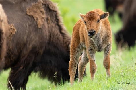 Custer State Park Wildlife — Paul R Mudgett Photography