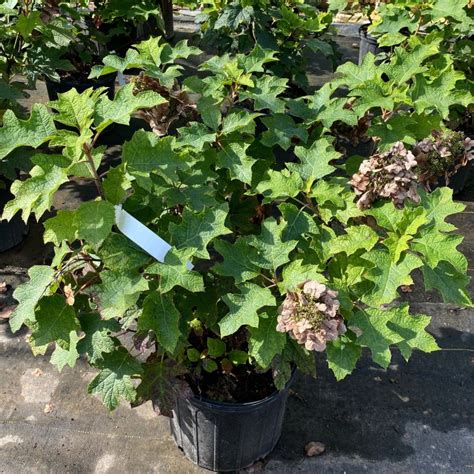 Hydrangea Quercifolia Ruby Slippers Dwarf Oakleaf Hydrangea Unity Unity Church Hill