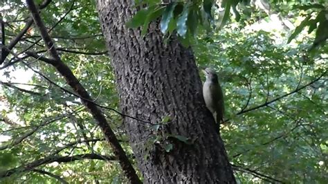 청딱따구리 암컷추정 10월 5일 Youtube