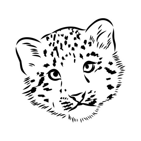 Snow Leopard Vector Sketch 36437378 Vector Art At Vecteezy