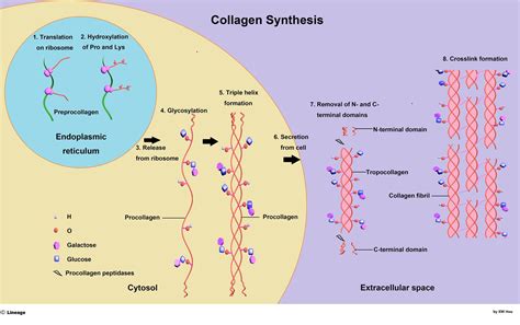 Collagen Types Chart Ponasa