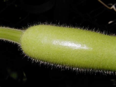 John Starnes Urban Farm Cucuzzi Squash