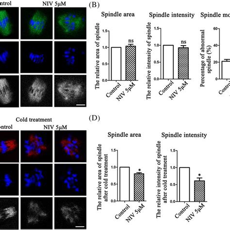 Niv Affects Microtubule Stability In Oocyte Meiosis A The Spindle