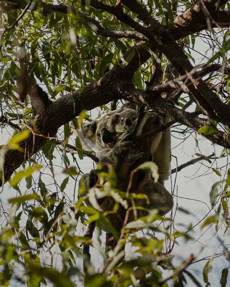 Australia Daniel Crowley