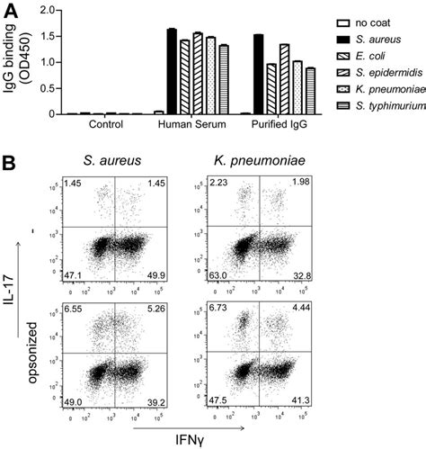 Opsonization Of Bacteria Promotes Th17 Responses A Bacteria Were