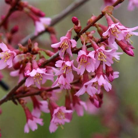 Okame Cherry Tree Okame Cherry Tree For Sale Plantingtree