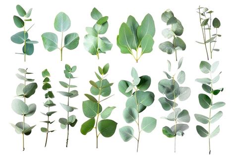 Set Of Types Of Eucalyptus Leaves Aromatic And Slender Premium Ai