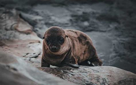 The Sixth Mass Extinction Understanding The Current Biodiversity Crisis