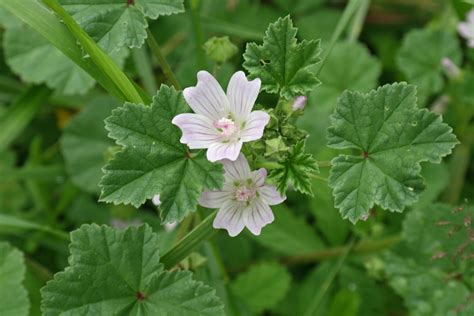 Malva Neglecta