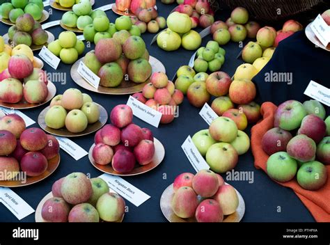Apple Varieties Uk At Sherry Powers Blog