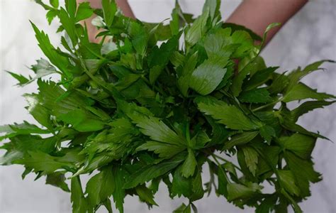 Lubczyk Jakie Ma Właściwości I Jak Wykorzystać Go W Kuchni Chillizet