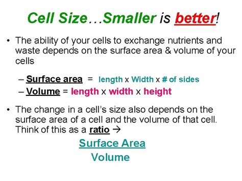 The Cell Cycle Mitosis Meiosis A Brief Review