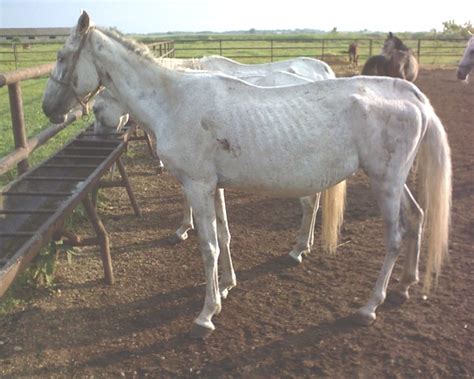 Uskoro Povratak Ukradenih Lipicanaca Ergele Lipik By Mato Čačić Msc
