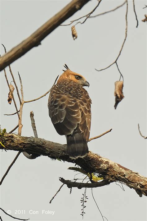 Blyths Hawk Eagleconfoley3 Birds Of Singapore