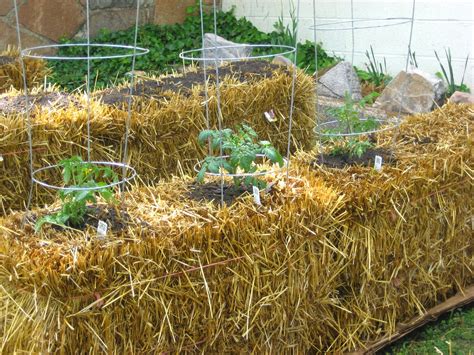 Washington State University Straw Bale Gardening At Katie Felton Blog
