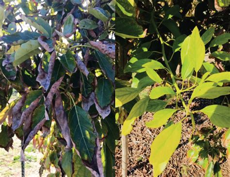 Worm Force Vermiculture Helps Soil Protects Crops Fruit Growers News