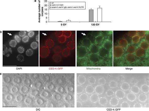 Perinuclear Localization Of Ced 4gfp A The Ced 4 Gt1767