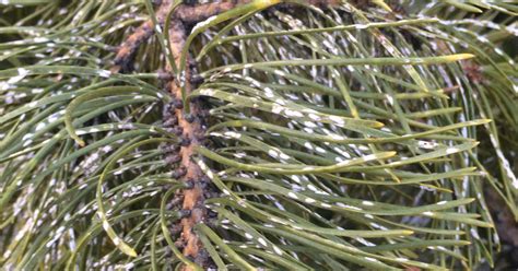 Understanding Pine Scale Identification Impact And Management Zebrascapes