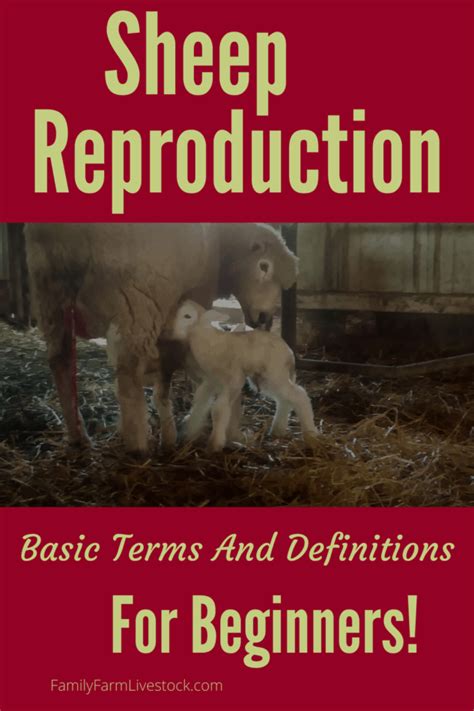 Reproductive Cycles In Sheep Ewe Reproduction Cycle Rkif