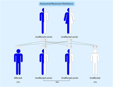 273 Autosomal Recessive Inheritance Afbeeldingen Stockfoto‘s 3d