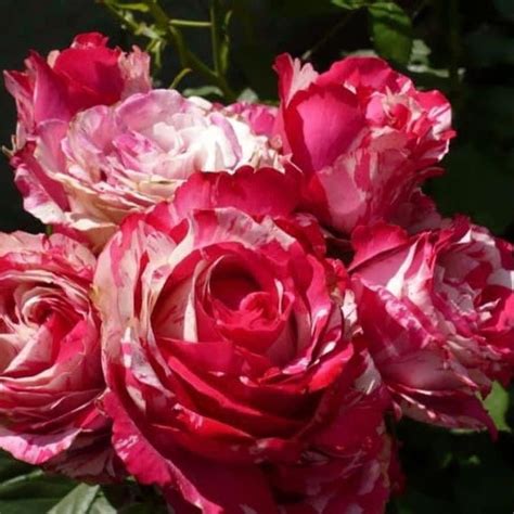 Chaim Soutine Sg Rose Corner