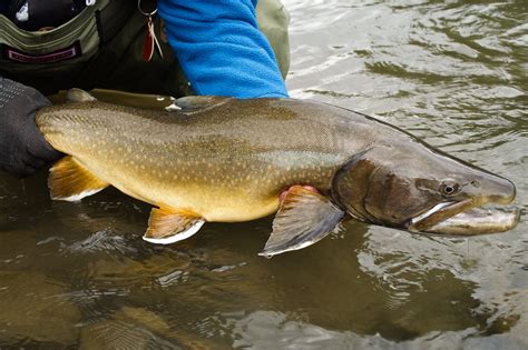Bull Trout Nevada Department Of Wildlife