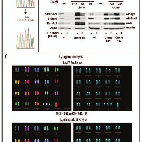 C Amplification Of The Bcr Abl Gene In An Imatinib Resistant Subline