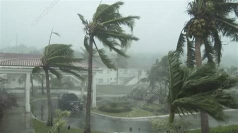 Palm Trees In Typhoon Guam Stock Video Clip K0059081 Science