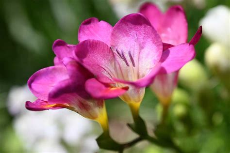 Freesia Wallpaper